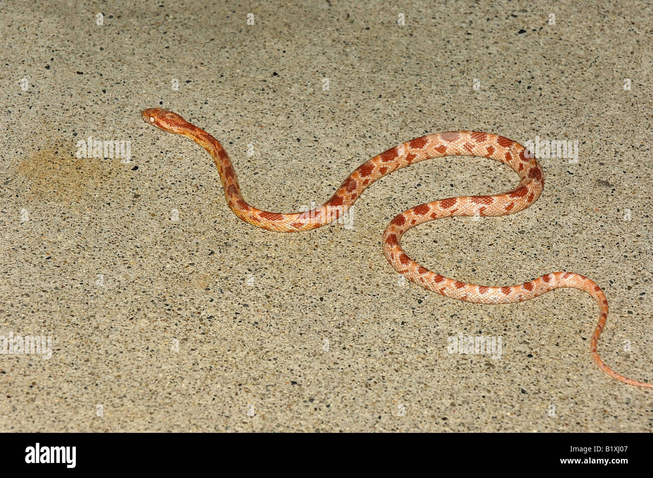 Snake on concrete Stock Photo - Alamy