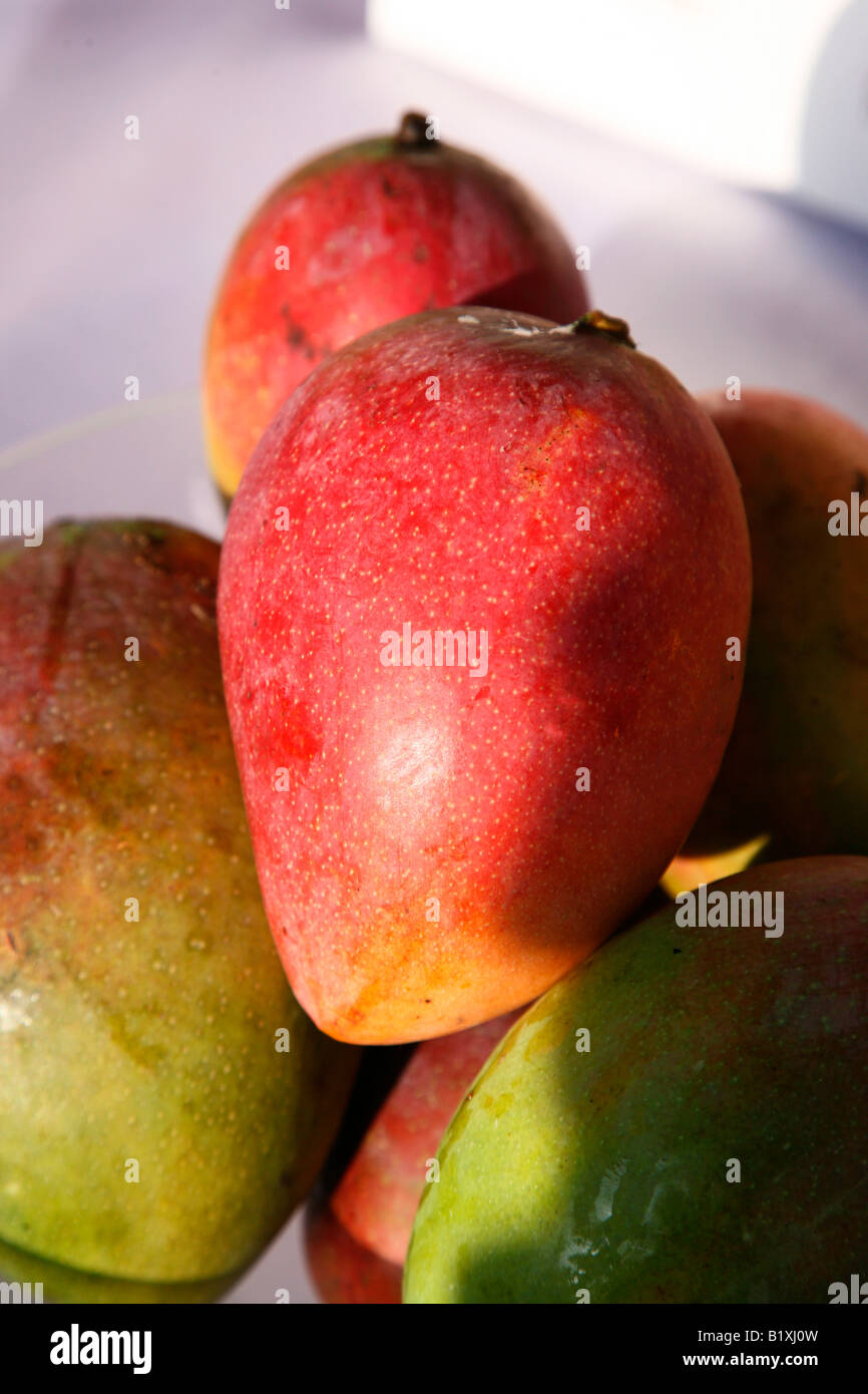 Fruiting mango hi-res stock photography and images - Alamy