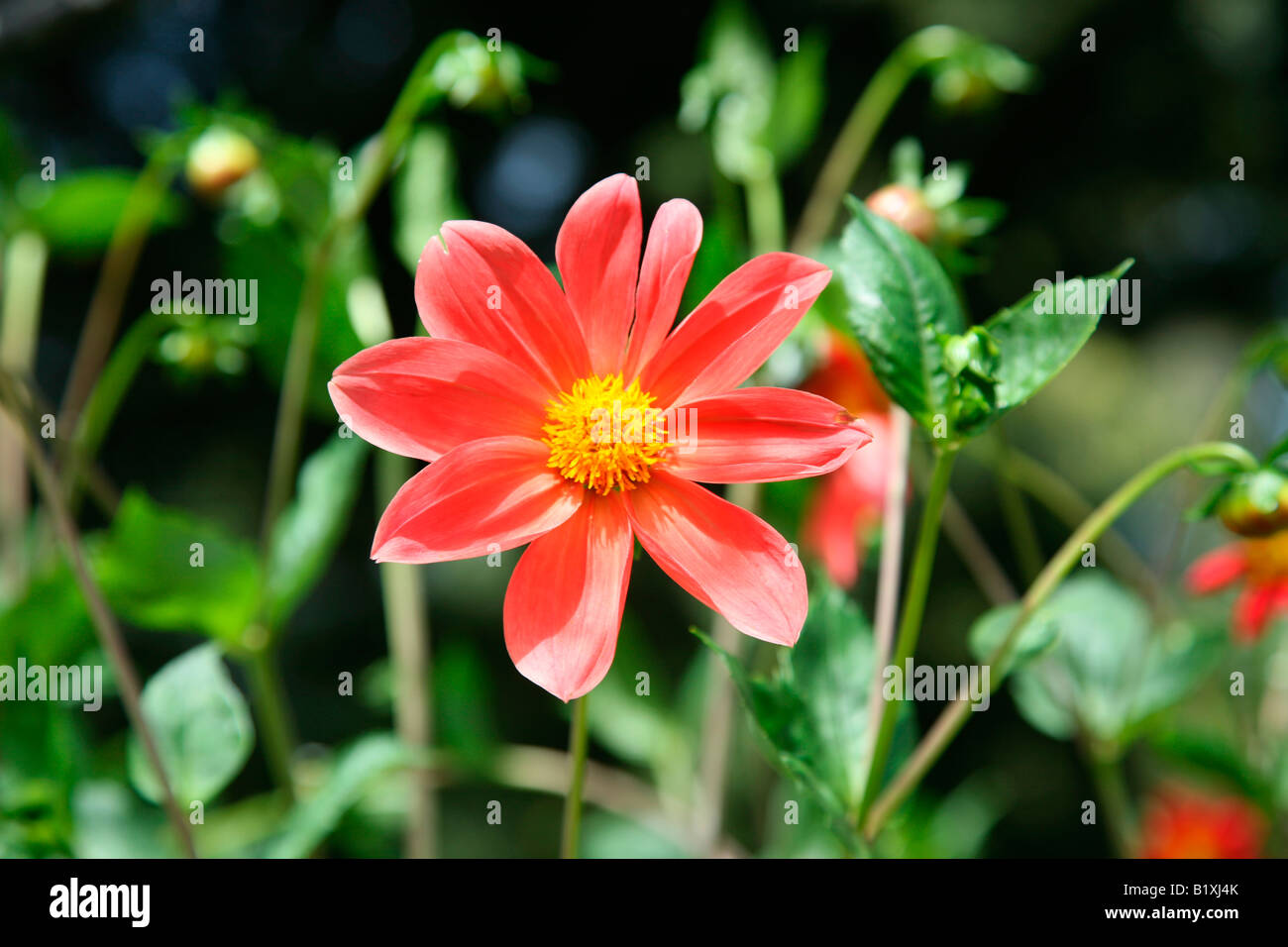 Dalia india hi-res stock photography and images - Alamy