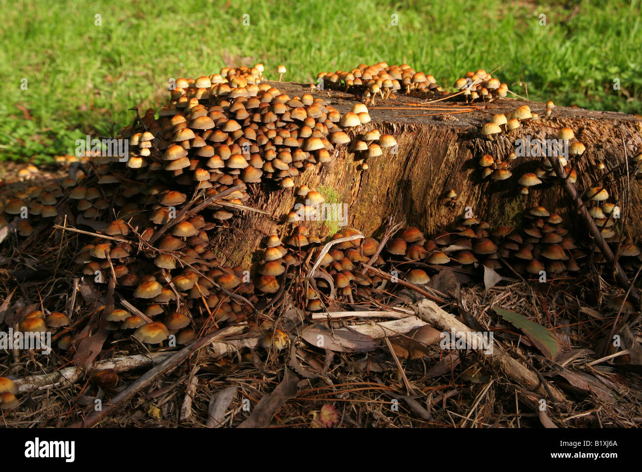 Cluster of brown white mushrooms growing on side of tree stump Stock ...