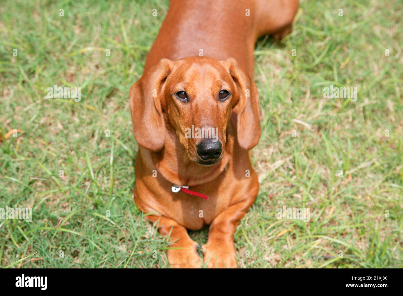 Worshond hi-res stock photography and images - Alamy