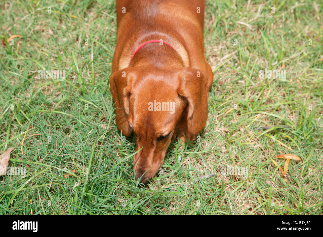 Worshond hi-res stock photography and images - Alamy