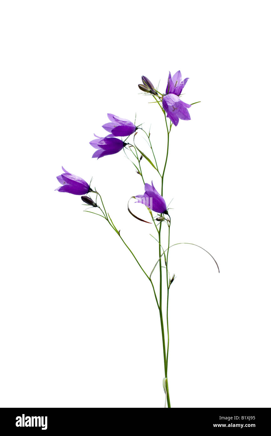 Bellflower ornament hi-res stock photography and images - Alamy