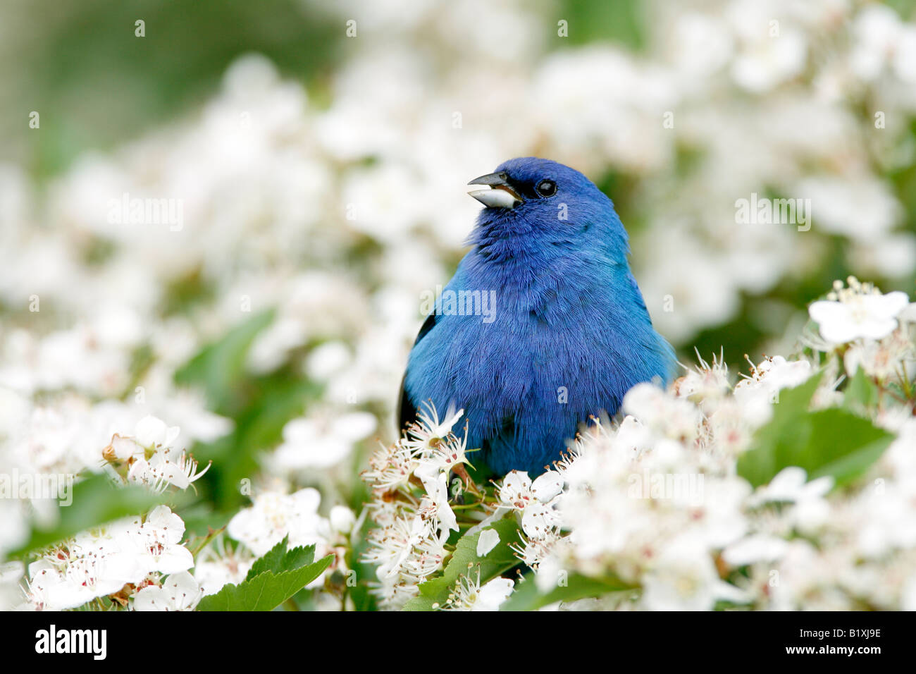 Passerina cyanea singing hi-res stock photography and images - Alamy