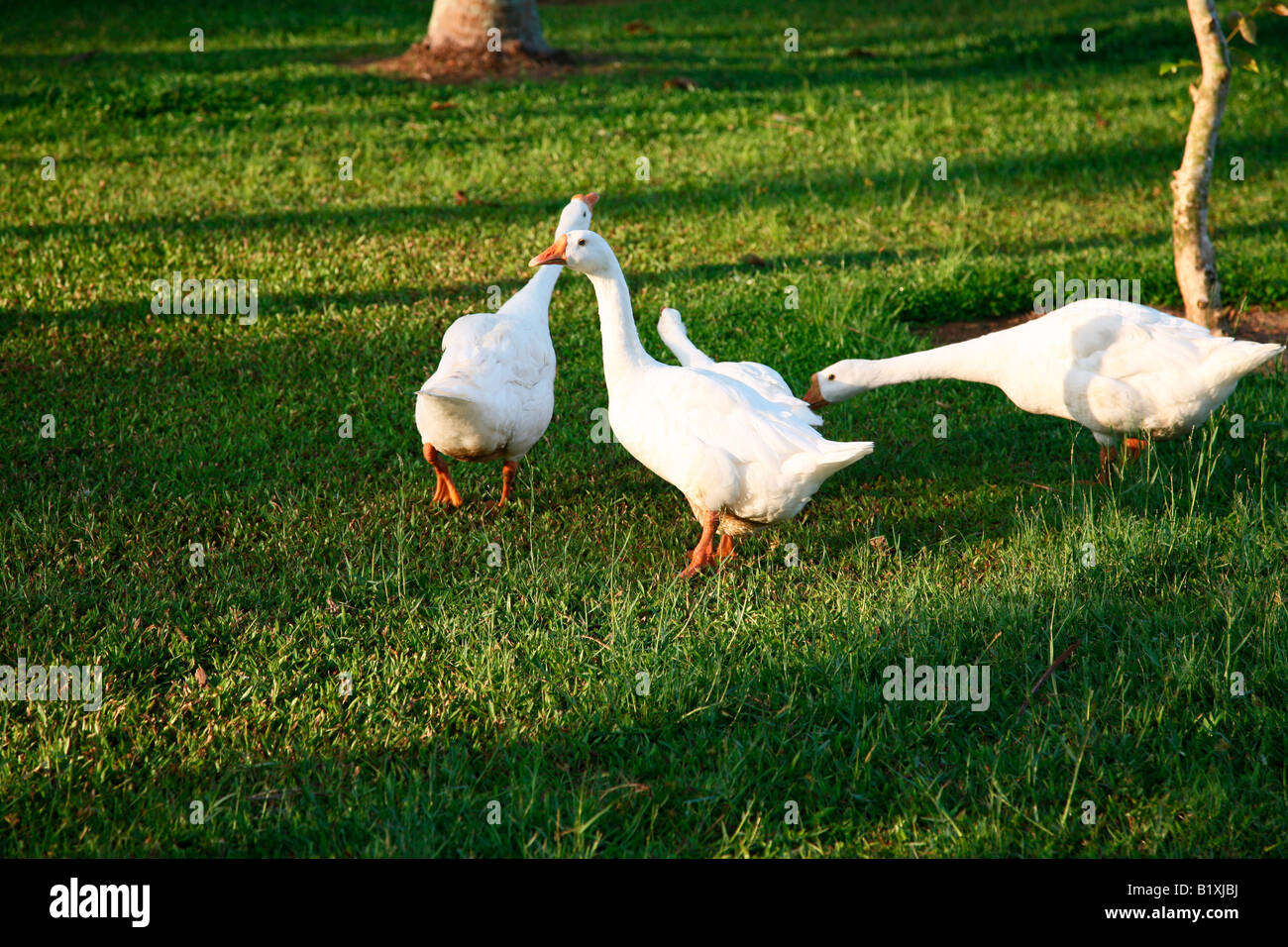 Geese of india hi-res stock photography and images - Alamy