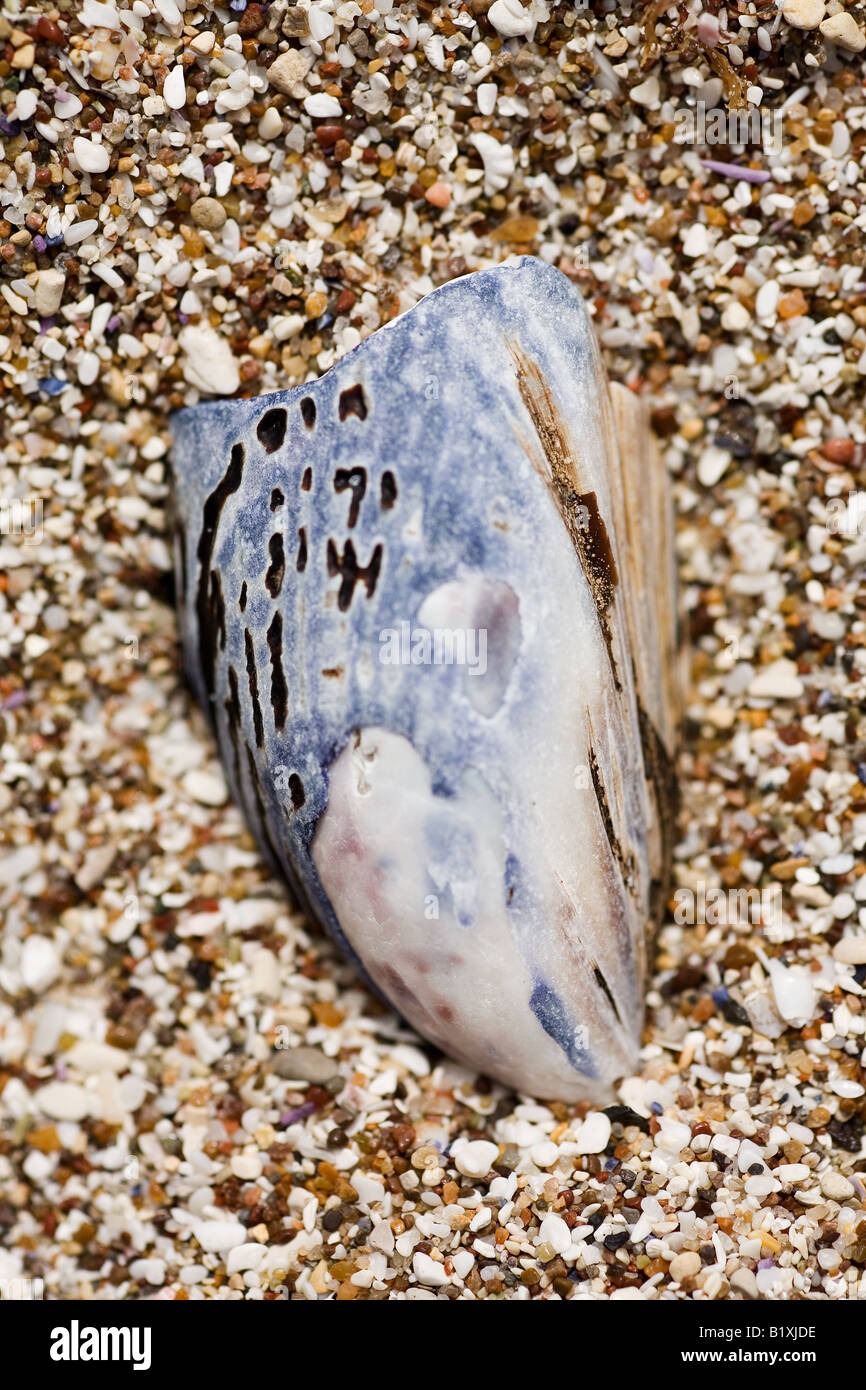 Blue Mussel Shell at Montana de Oro State Park Los Osos California ...