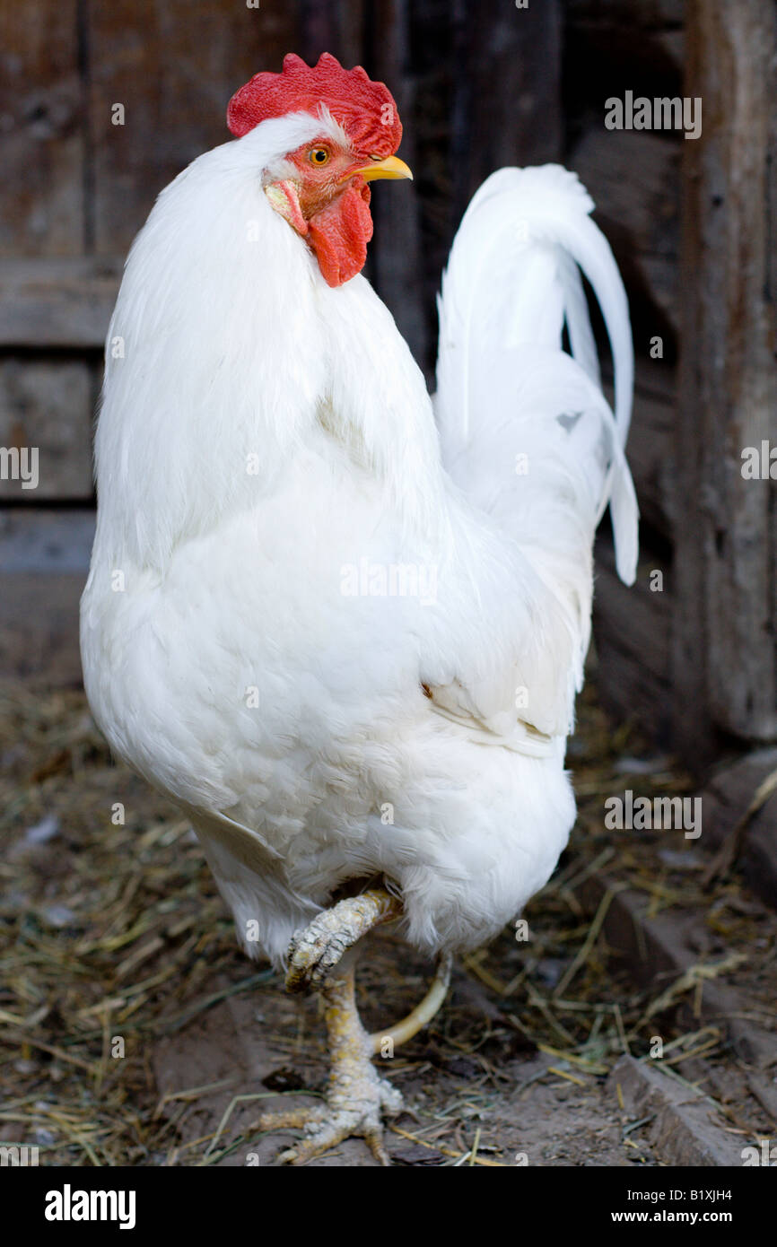 Portrait of white Rooster Stock Photo - Alamy