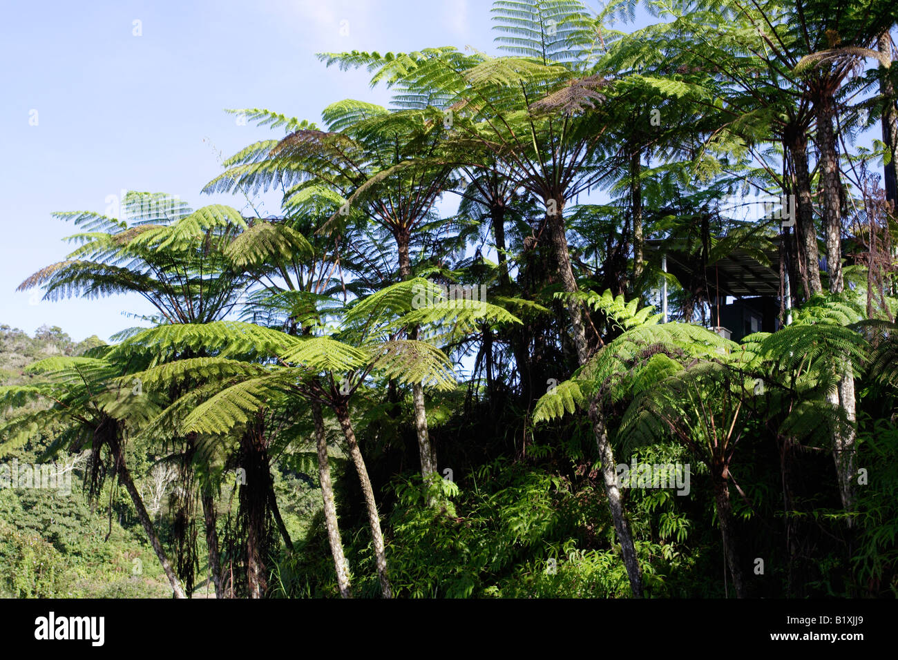 Big fern tree growing on the hillside of Cameron Highland in Malaysia ...