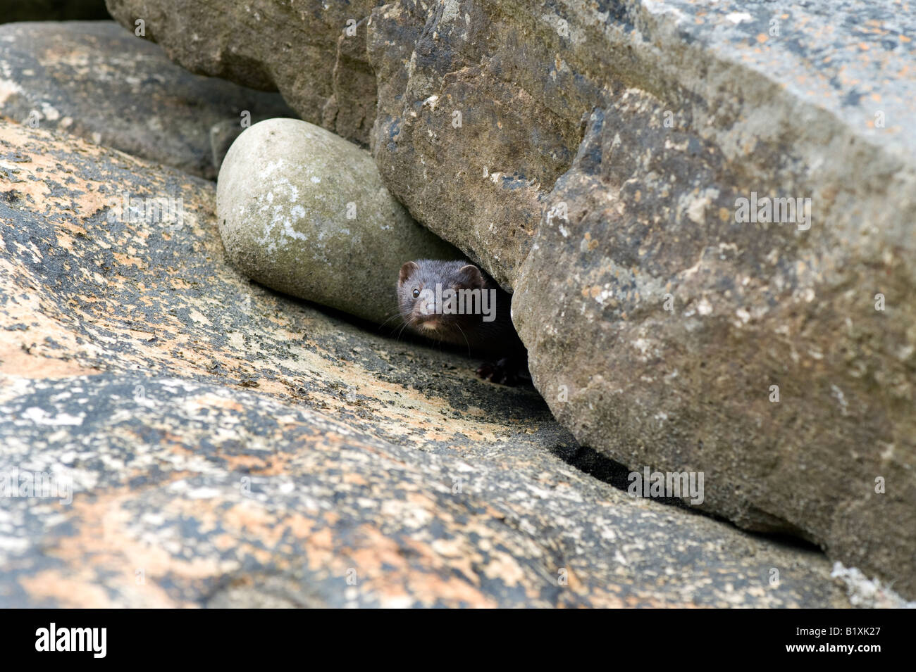 Adult American Mink looking out from rocks on Hopeman beach, Moray ...