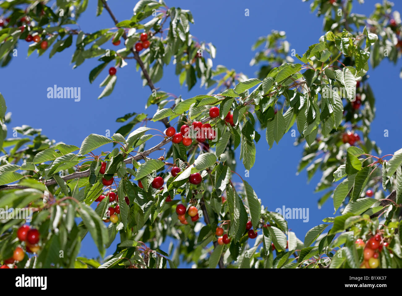 Wild cherry (Prunus avium Stock Photo - Alamy