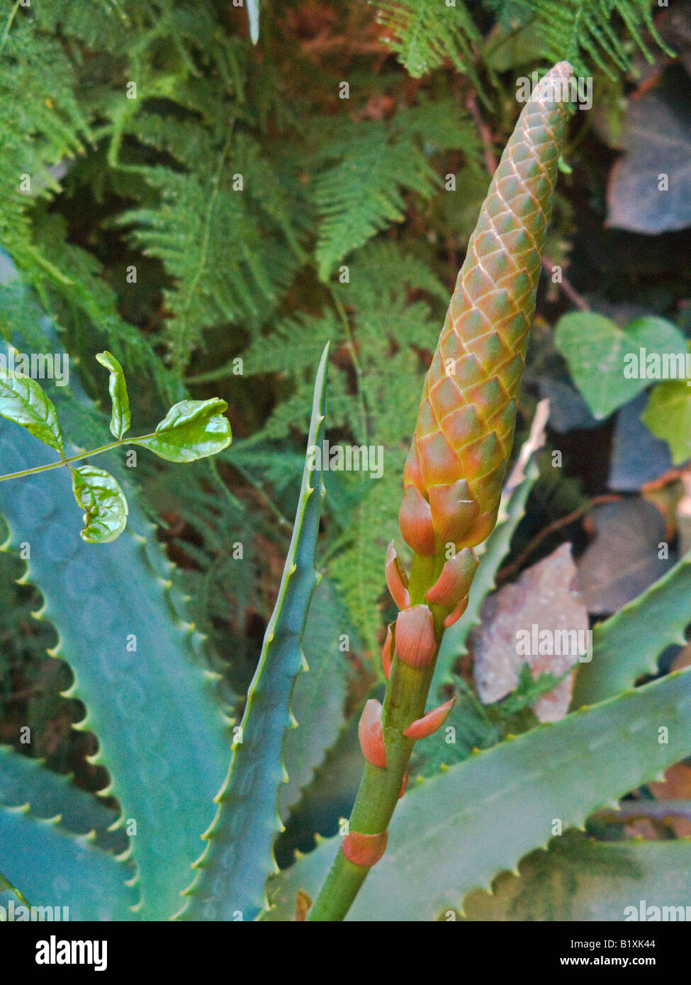 Aloe vera inflorescence Stock Photo - Alamy