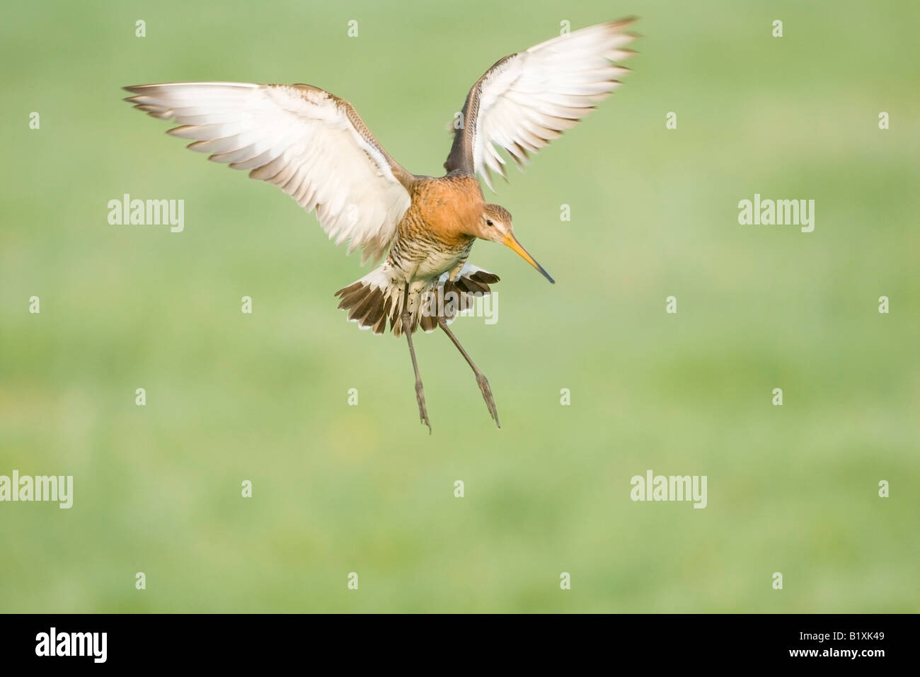 Godwit in Flight Stock Photo - Alamy
