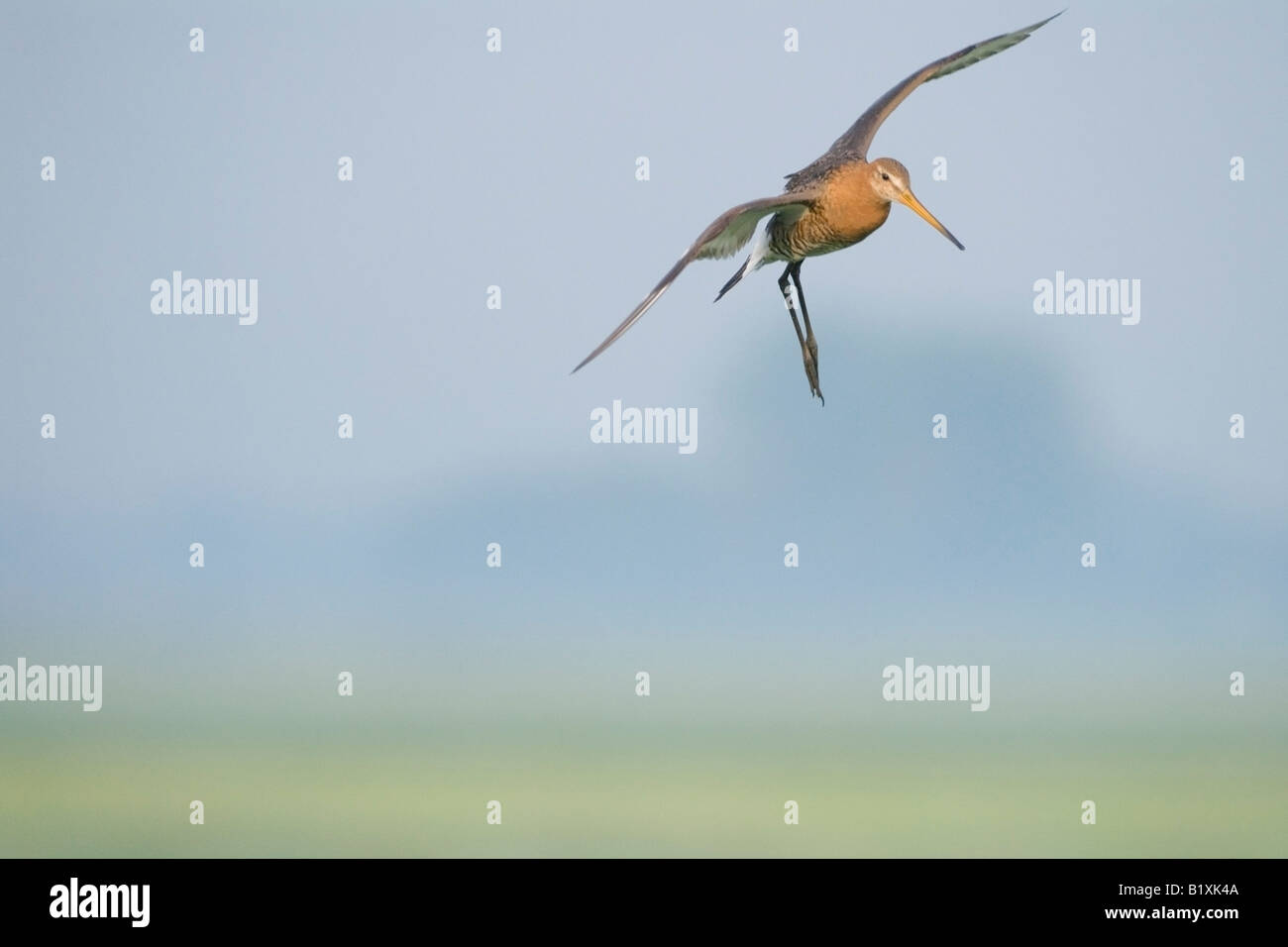 Godwit in Flight Stock Photo - Alamy