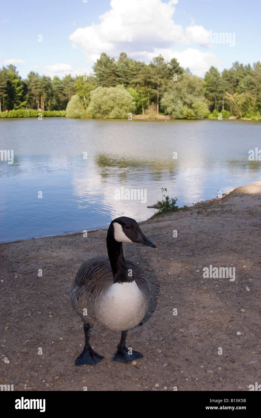 Branta canadensis hi-res stock photography and images - Alamy