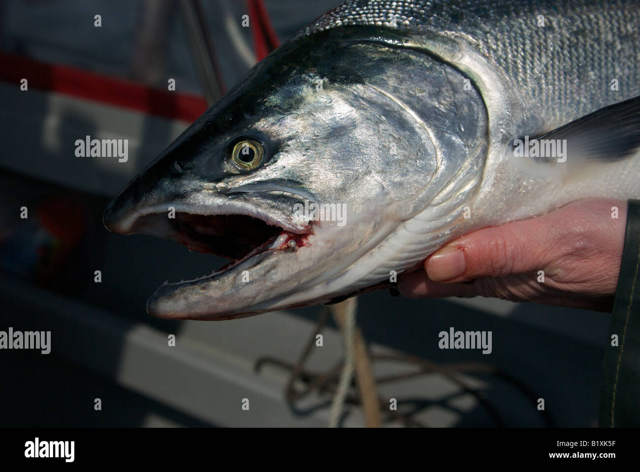 Sport troll caught silver coho salmon closeup Stock Photo - Alamy