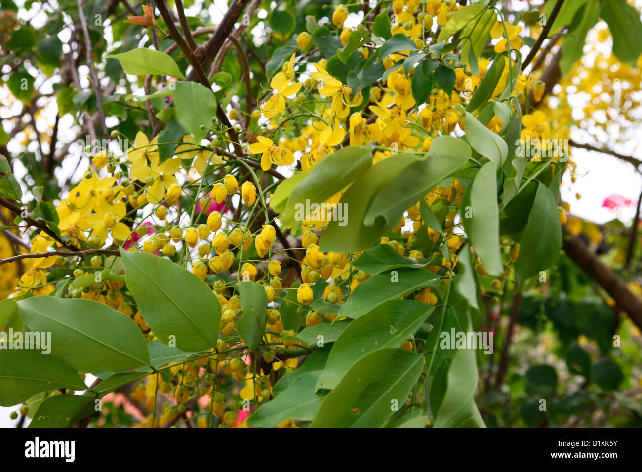 Yellow Flowers Amaltas Casia Fistula High Resolution Stock Photography ...