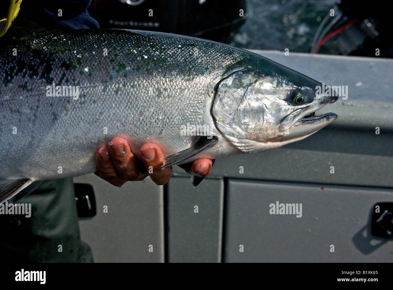 Coho salmon oncorhynchus kisutch hi-res stock photography and images ...