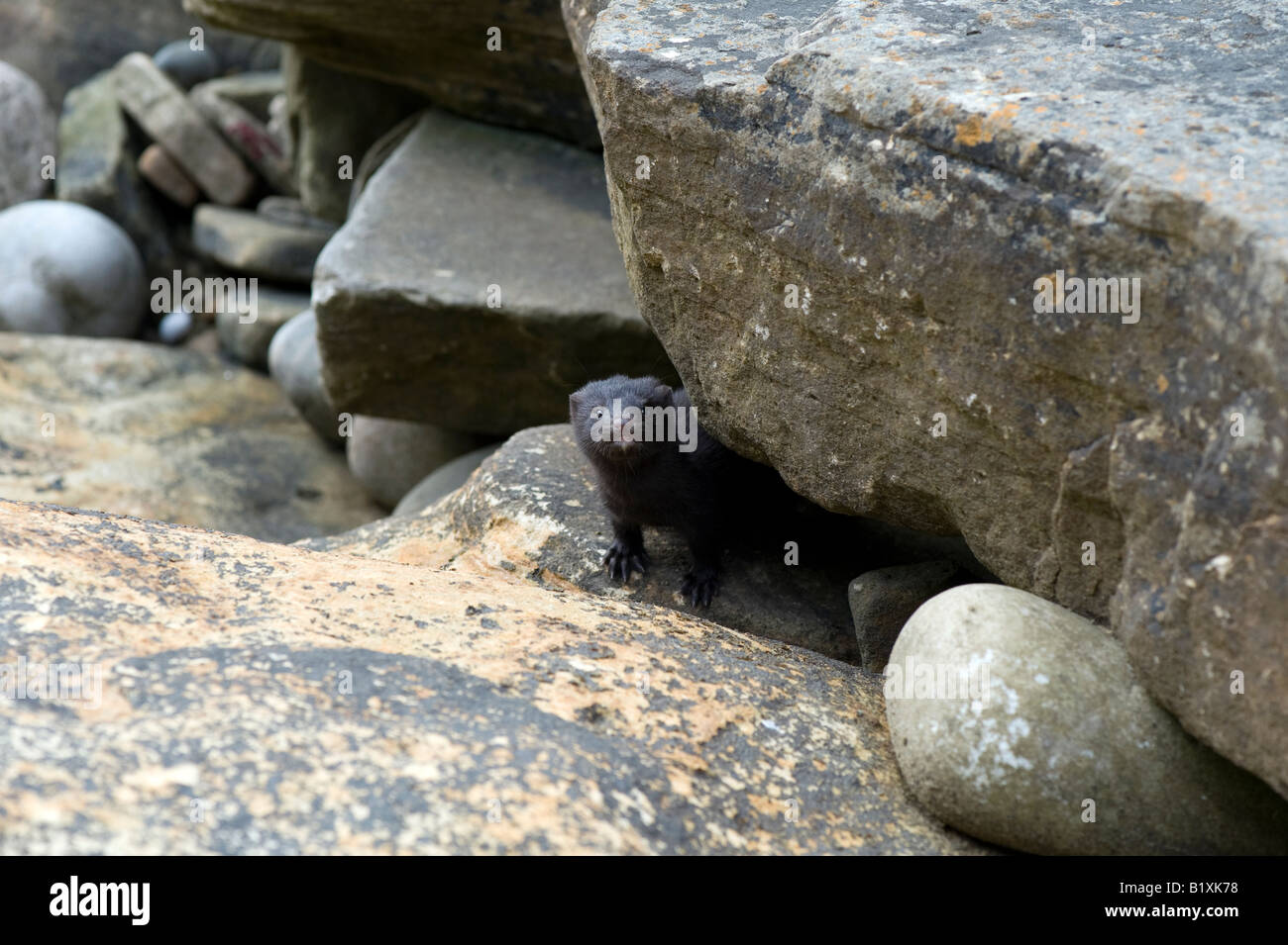 Adult American Mink looking out from rocks on Hopeman beach, Moray ...
