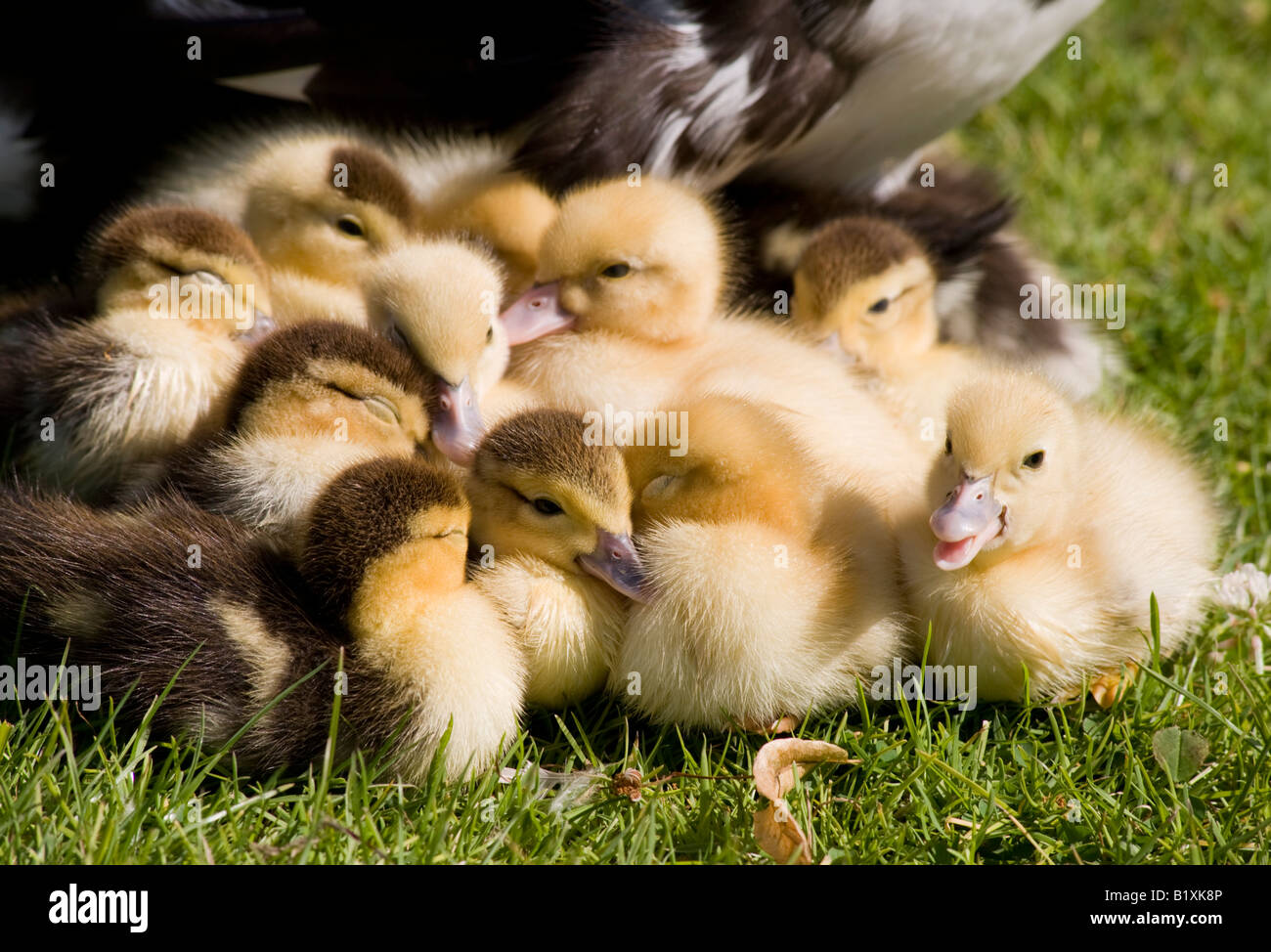 Muscovy Duck Ducklings Stock Photo - Alamy