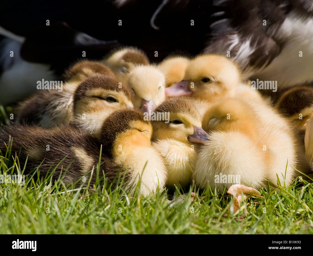 Muscovy Duck Ducklings Stock Photo - Alamy