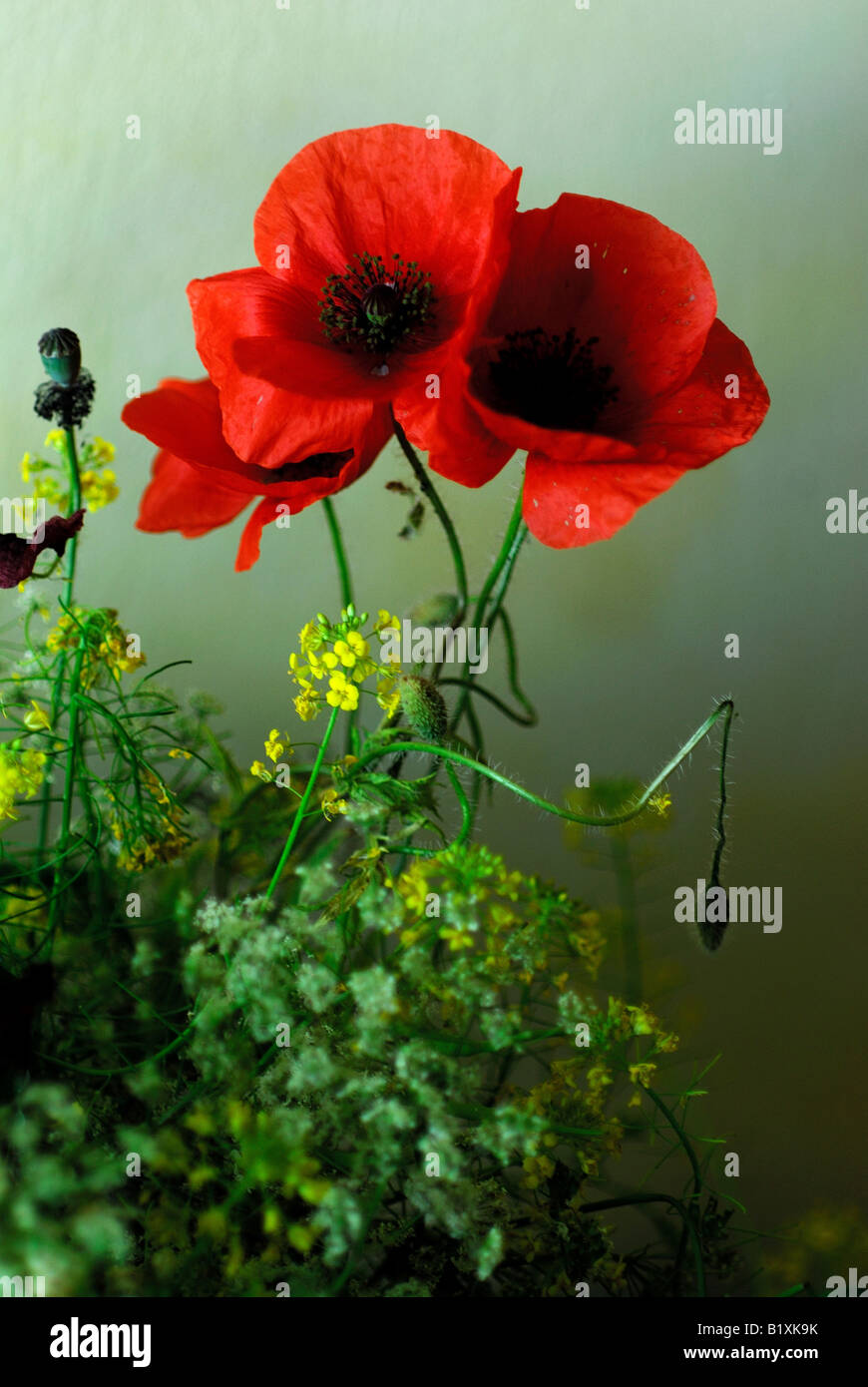 red poppy flowers, art, natural design, fresh boquet, home, lifestyle ...