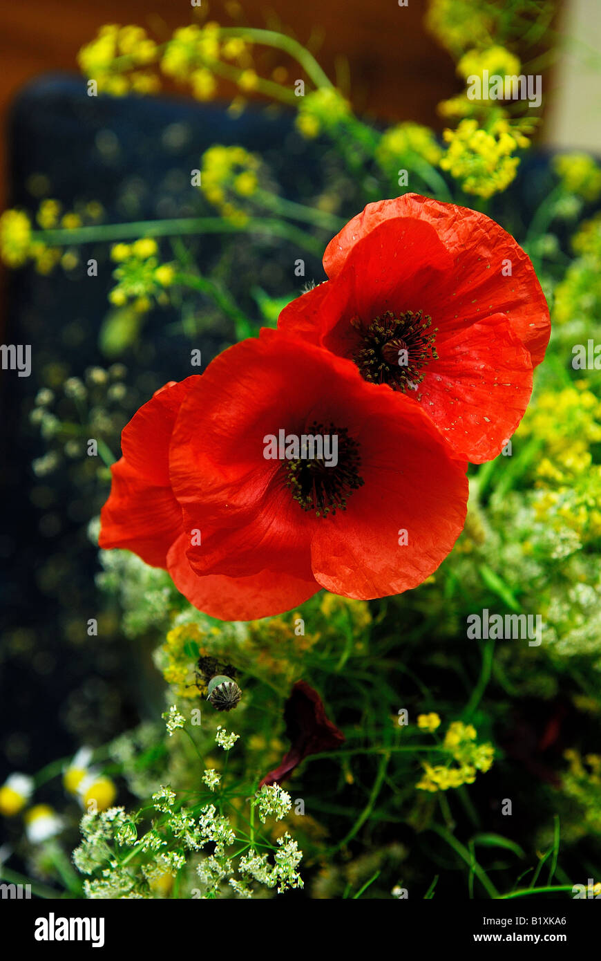 red poppy flowers, art, natural design, fresh boquet, home, lifestyle ...