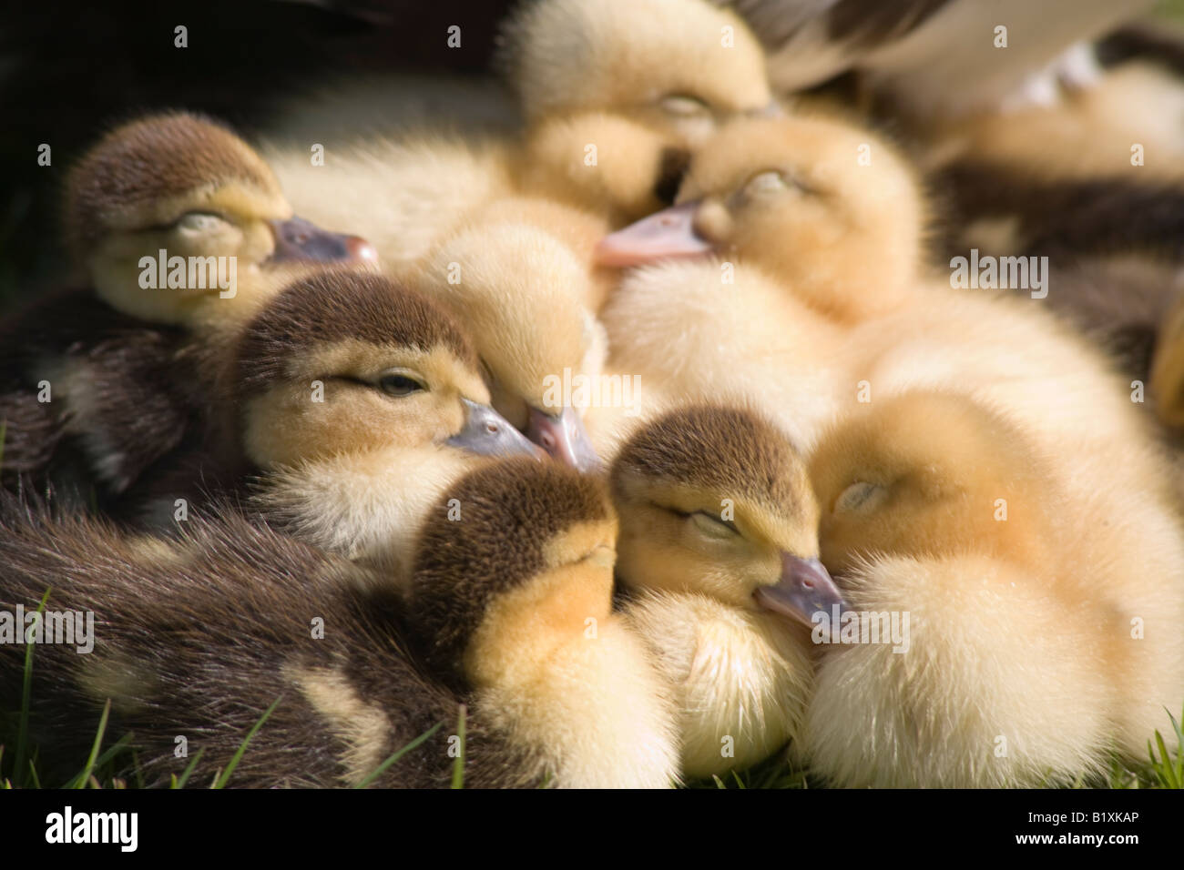 Muscovy Duck Ducklings Stock Photo - Alamy
