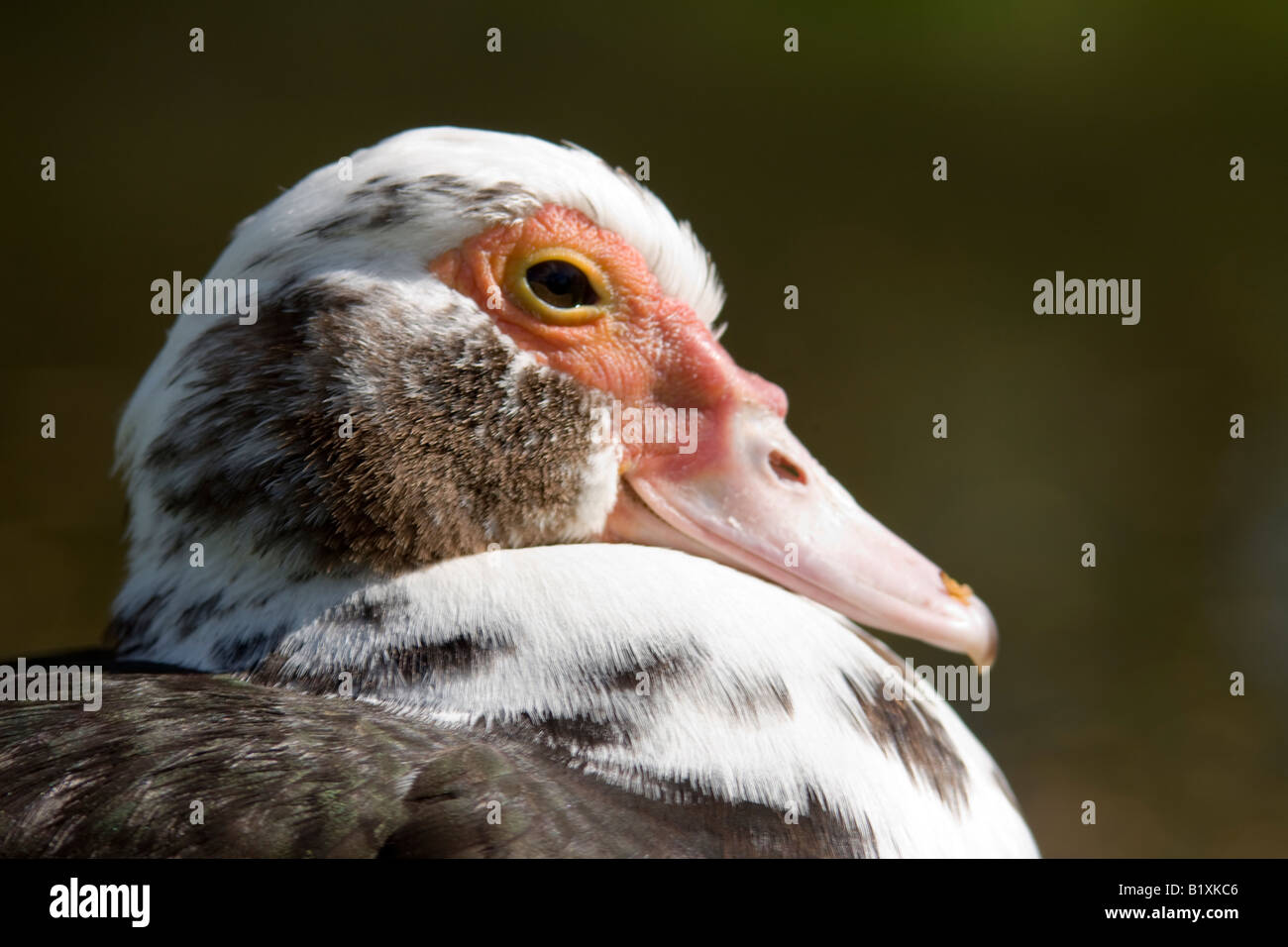Muscovy duckling yellow hi-res stock photography and images - Alamy