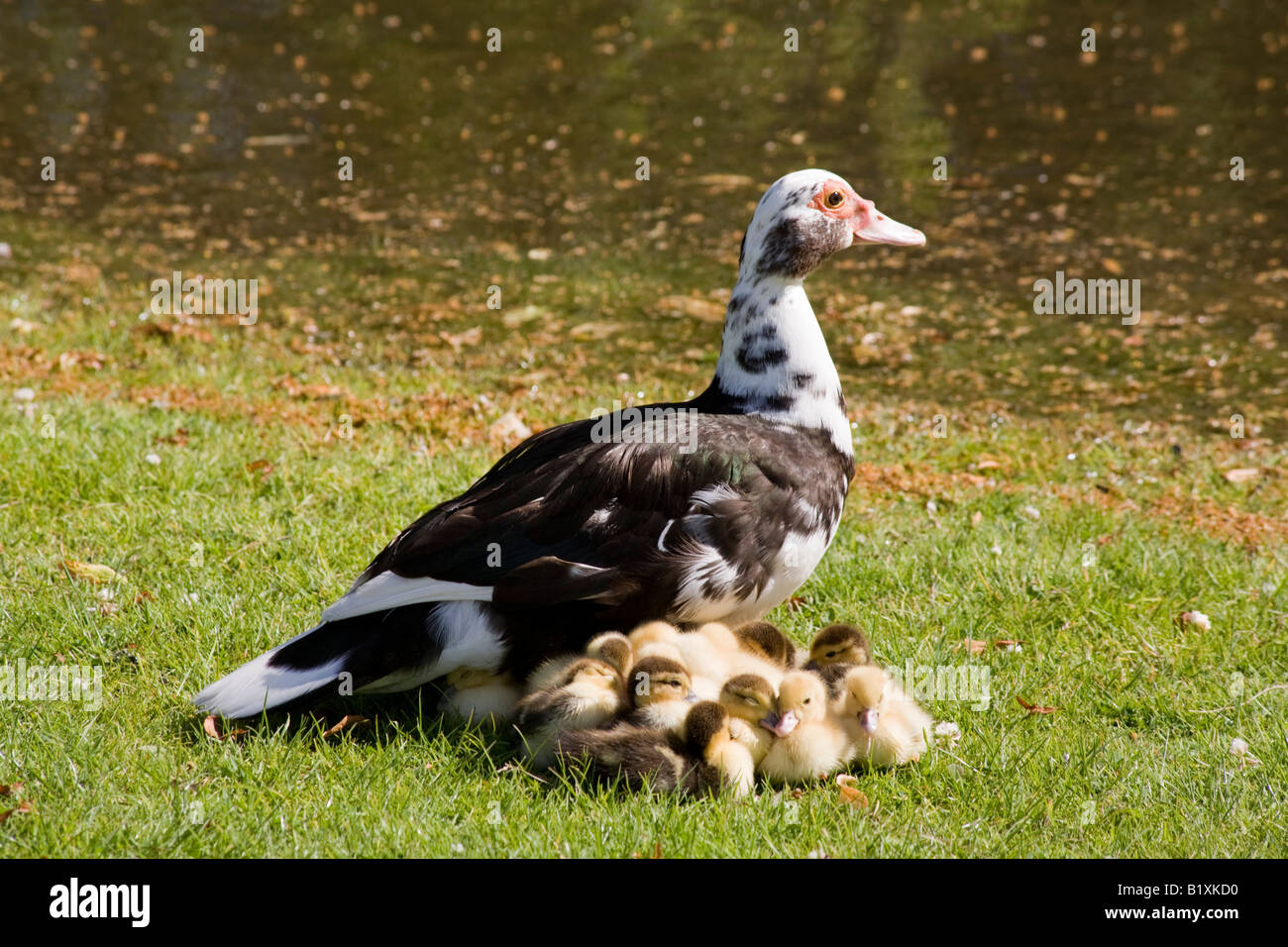 Duckling muscovy hi-res stock photography and images - Alamy