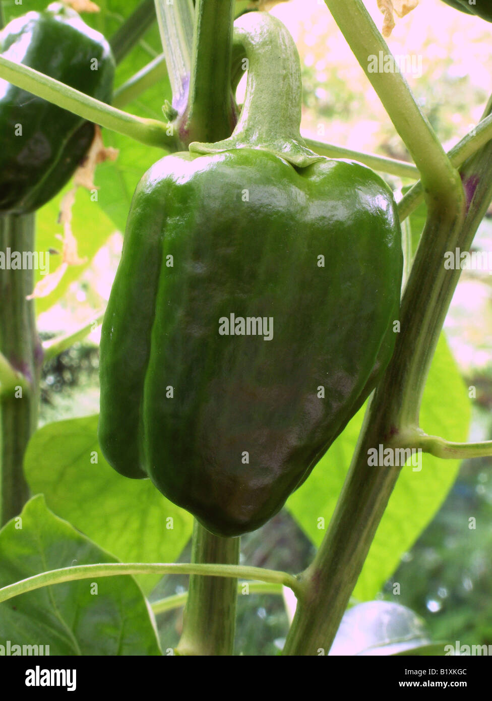 Capsicum green hi-res stock photography and images - Alamy
