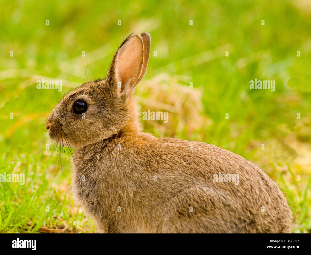 Wild Rabbit (Oryctolagus cuniculus) in the uk countryside Stock Photo ...