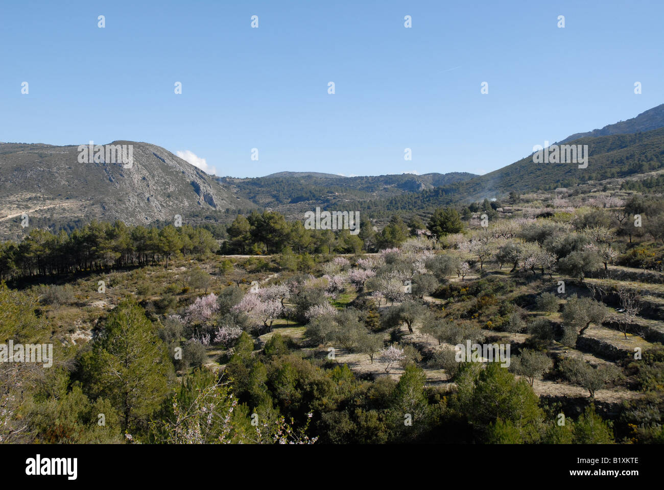 view with mountain terraces, olive and almond orchards, near Castell de ...