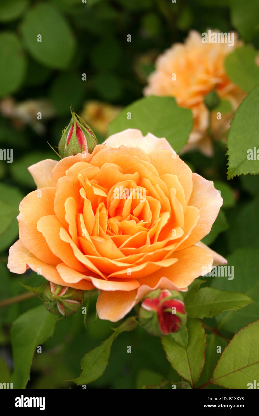 ROSA GRACE. ROSE Stock Photo - Alamy