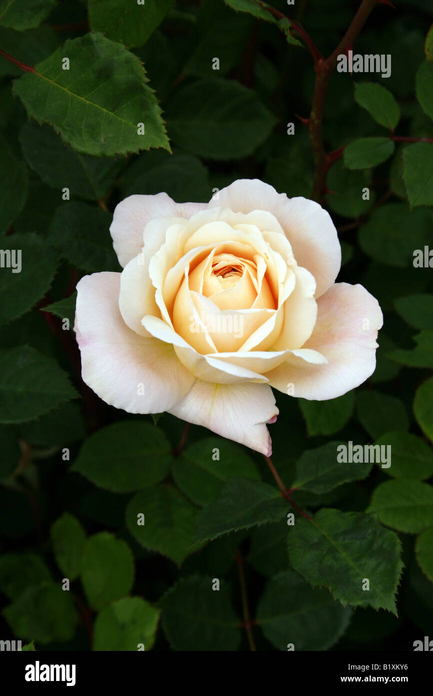 ROSA CROCUS ROSE Stock Photo - Alamy