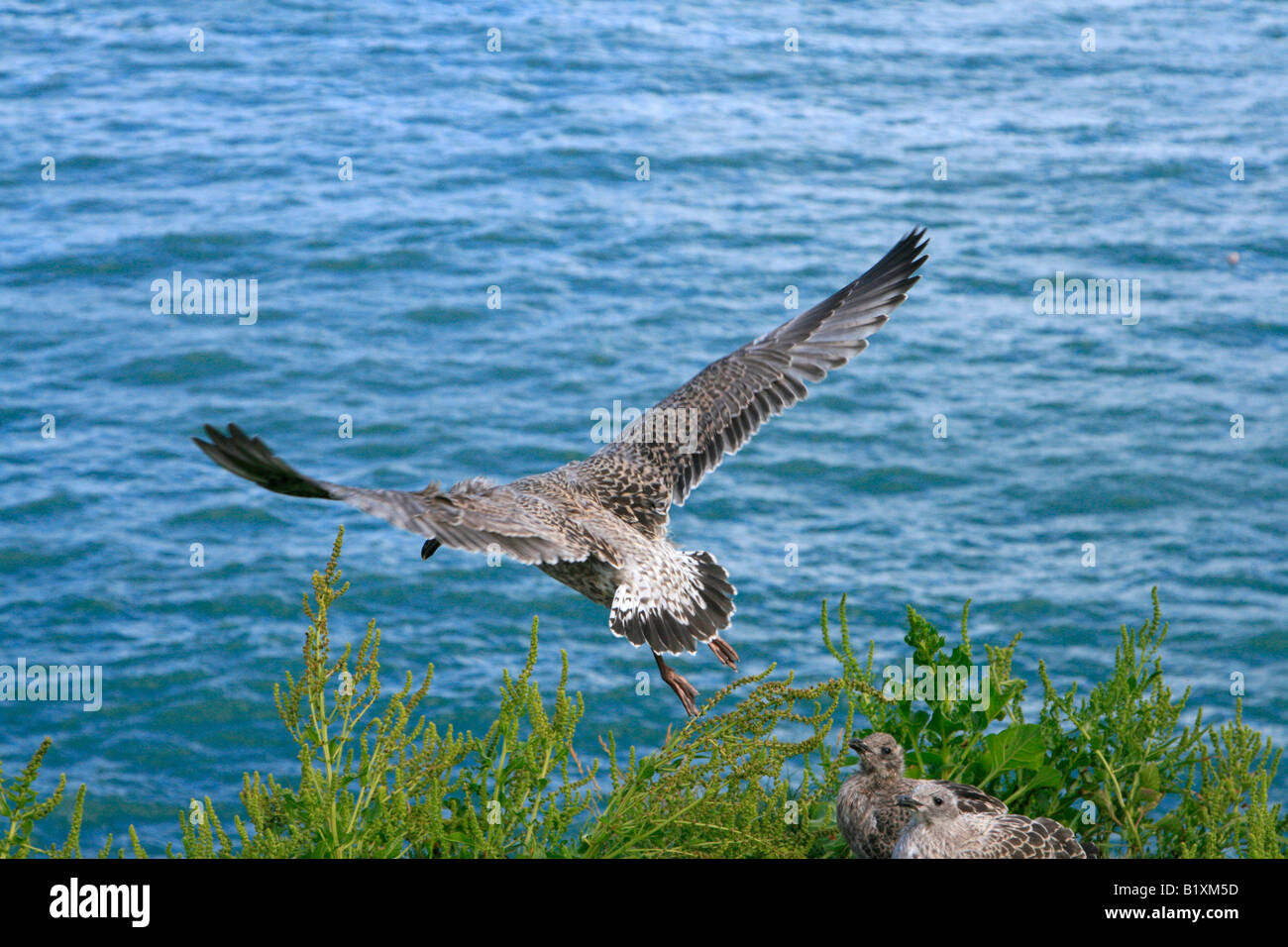 baby fledgling seagul chick first flight from the nest cornwall ...