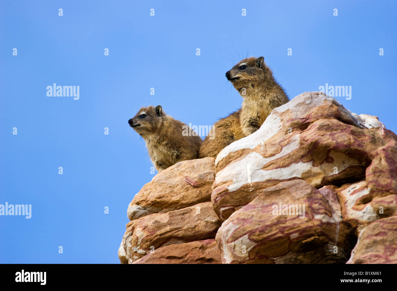 Cape dassies hi-res stock photography and images - Alamy