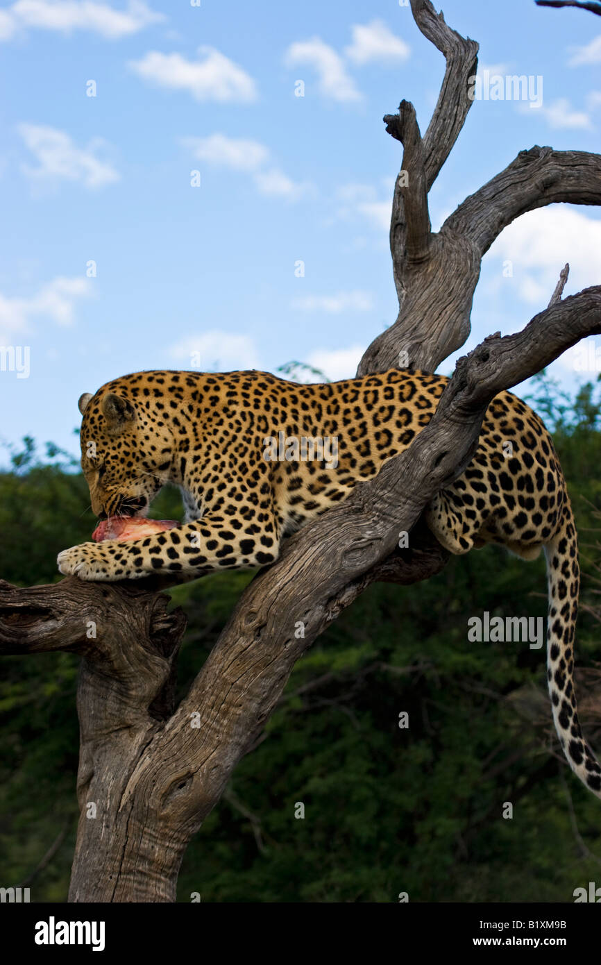 Leopard eating meat in namibia hi-res stock photography and images - Alamy