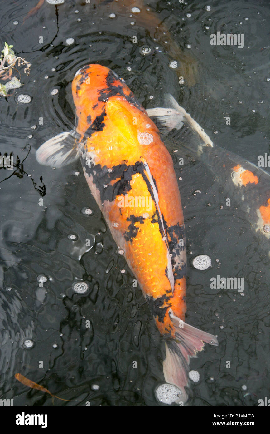 Two koi fish hi-res stock photography and images - Alamy