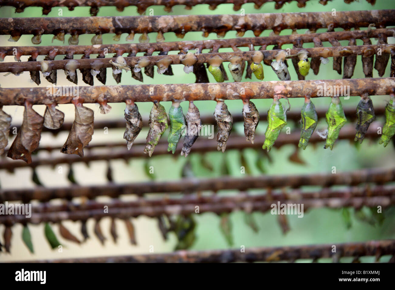 Rows of Butterfly Chrysalids Waiting to Hatch Stock Photo - Alamy