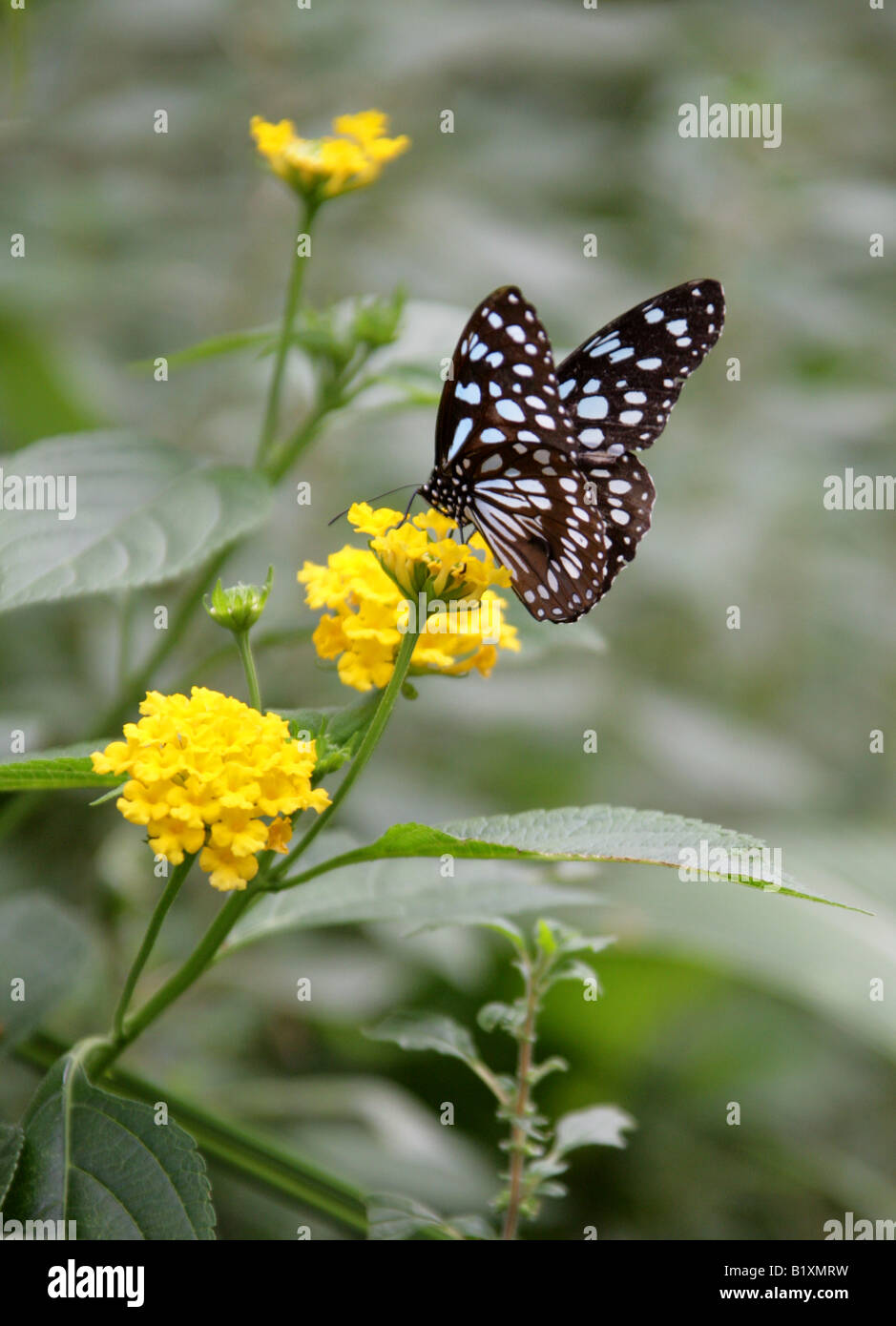 Dark Blue Tiger or Blue Glassy Tiger Butterfly, Tirumala septentrionis ...
