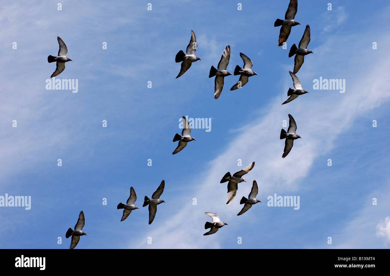 Flock of racing pigeons, UK Stock Photo - Alamy