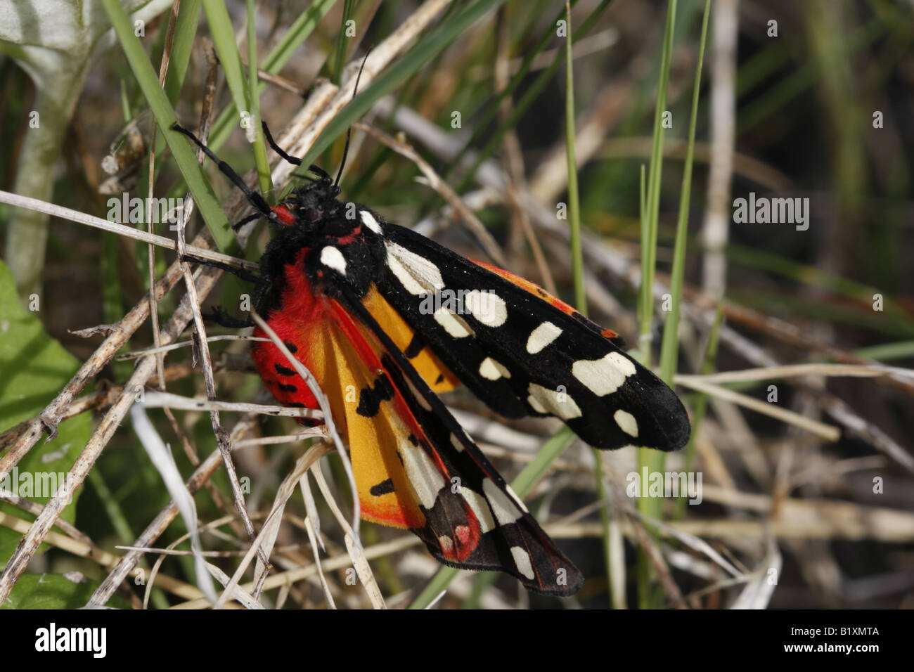 Recently emerged cream-spot tiger moth, arctia villica, wings still ...