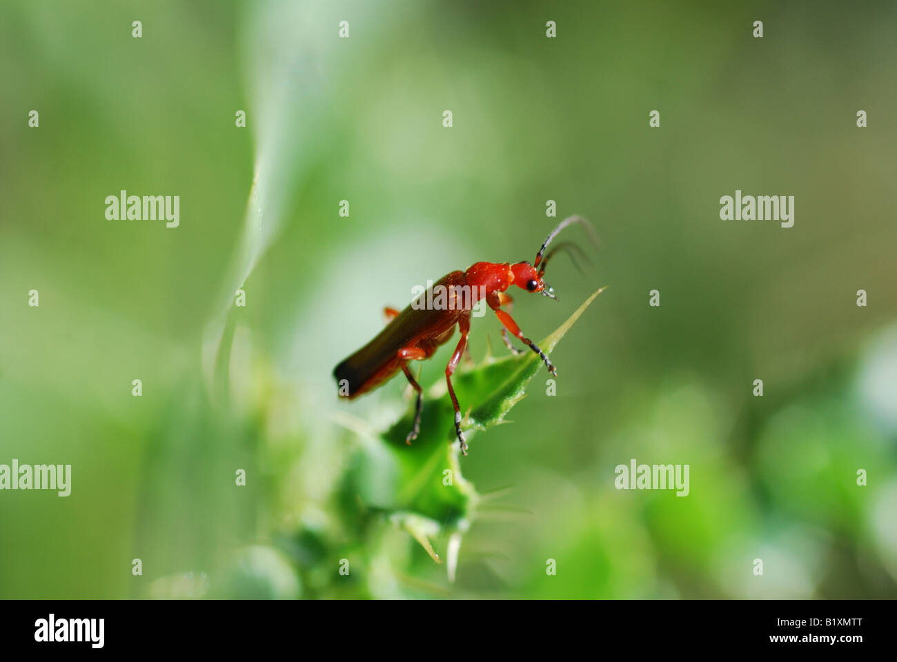 Red bug close up sitting on a leaf Stock Photo - Alamy