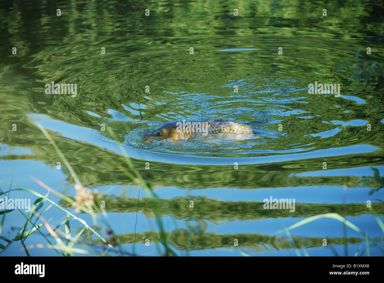 Common carp on fishing line still in water Stock Photo - Alamy