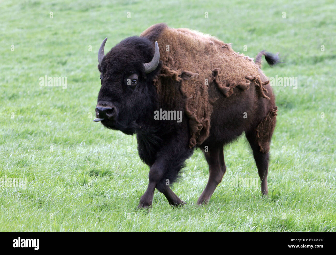 A captive bison in the UK Stock Photo - Alamy
