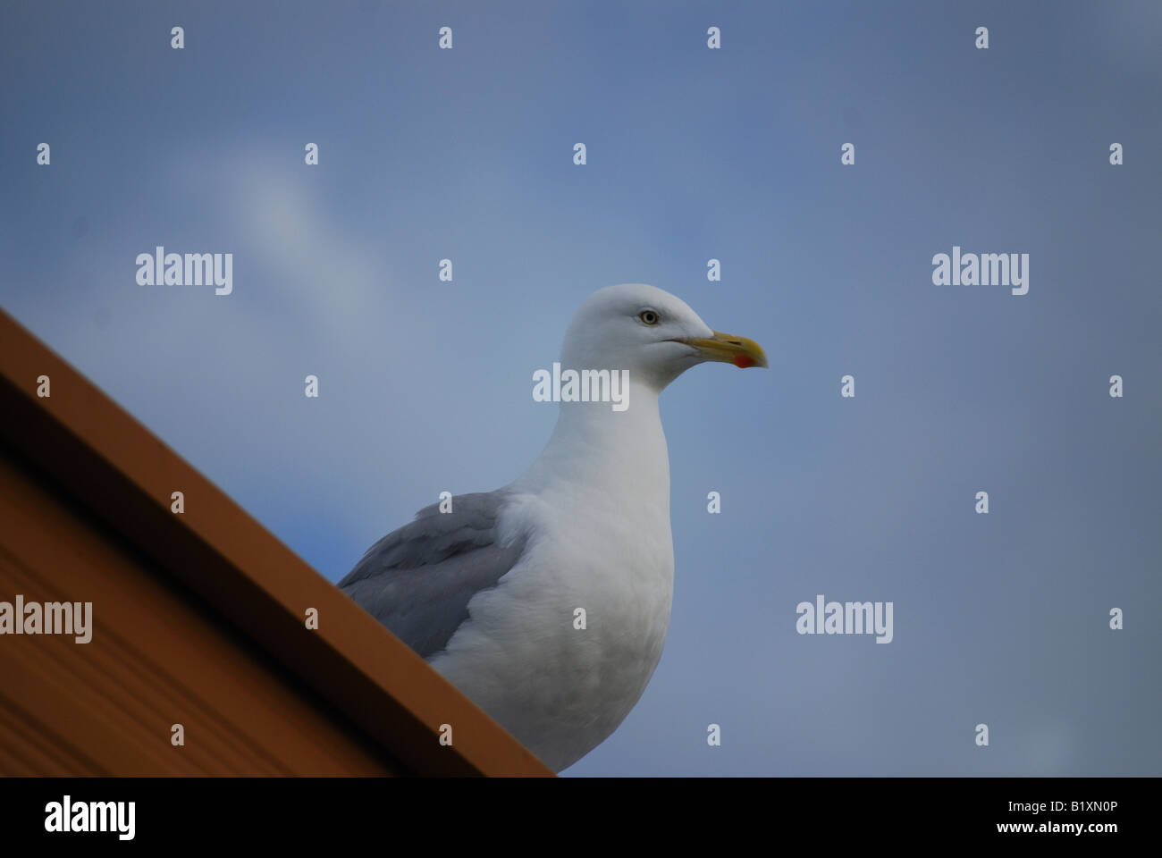 Seagull close up Stock Photo - Alamy