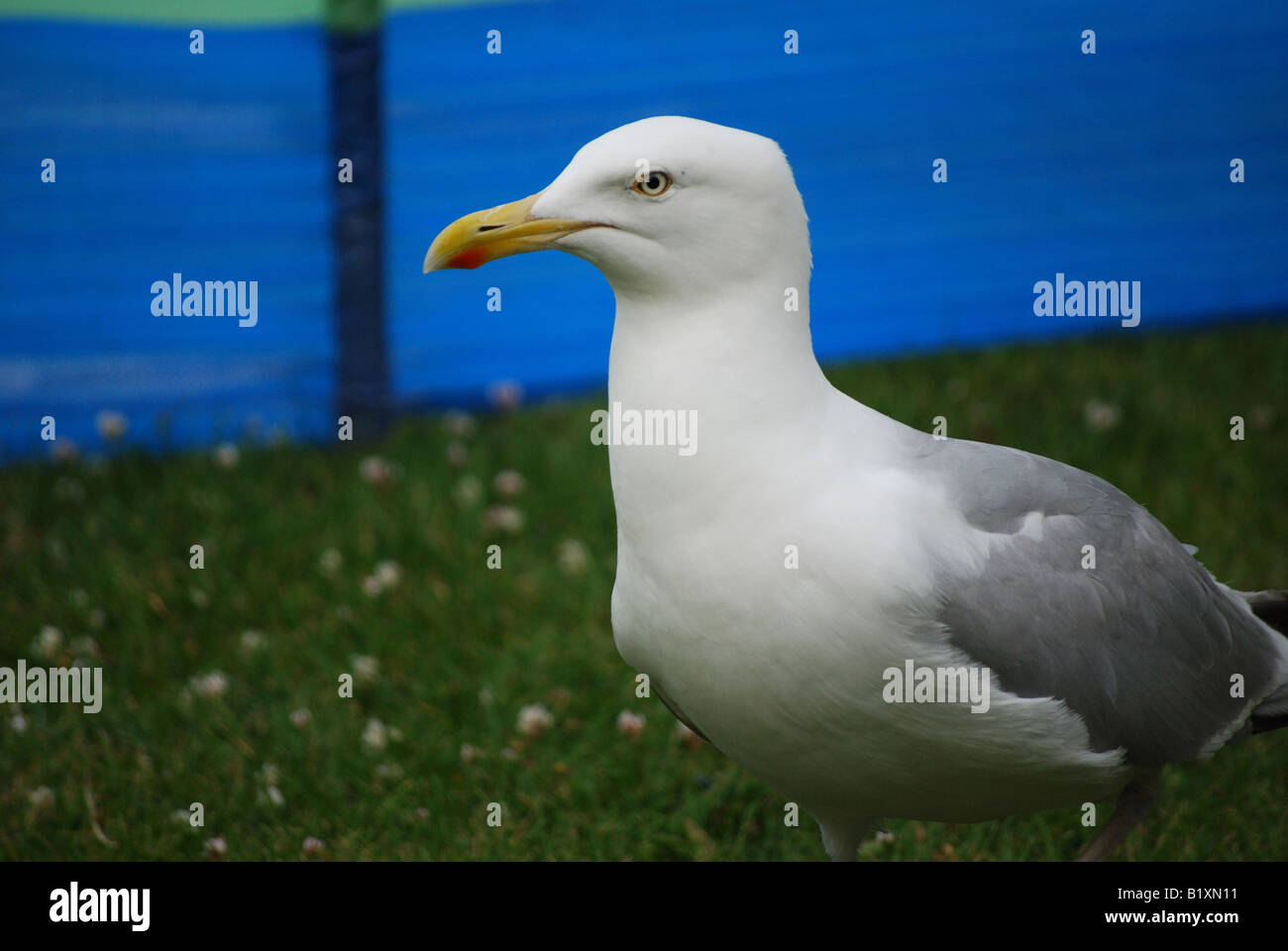 Seagull close up Stock Photo - Alamy