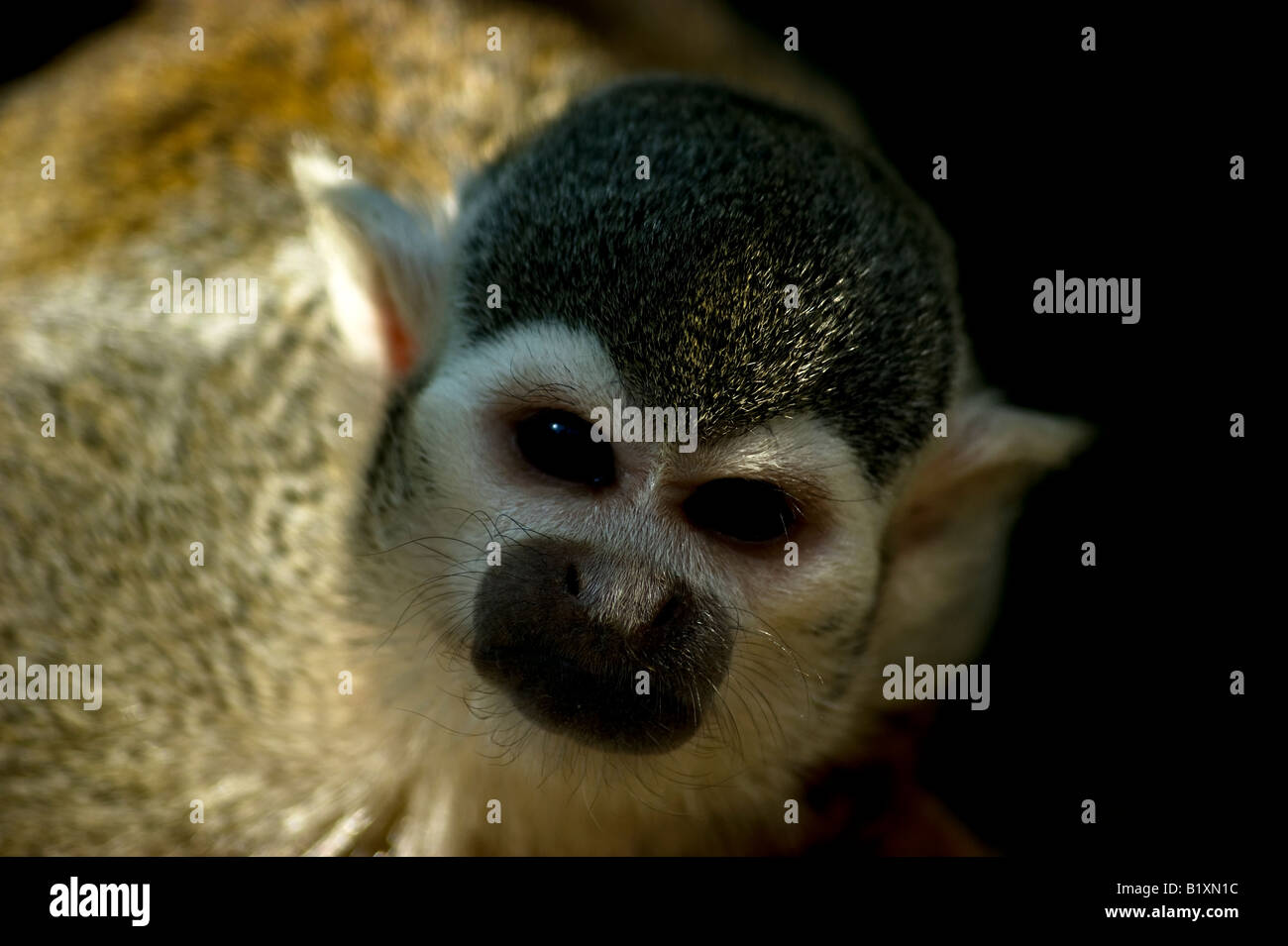 Monkey looking at camera hi-res stock photography and images - Alamy