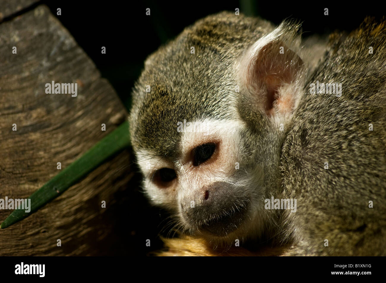 squirrel Monkey close up Stock Photo - Alamy