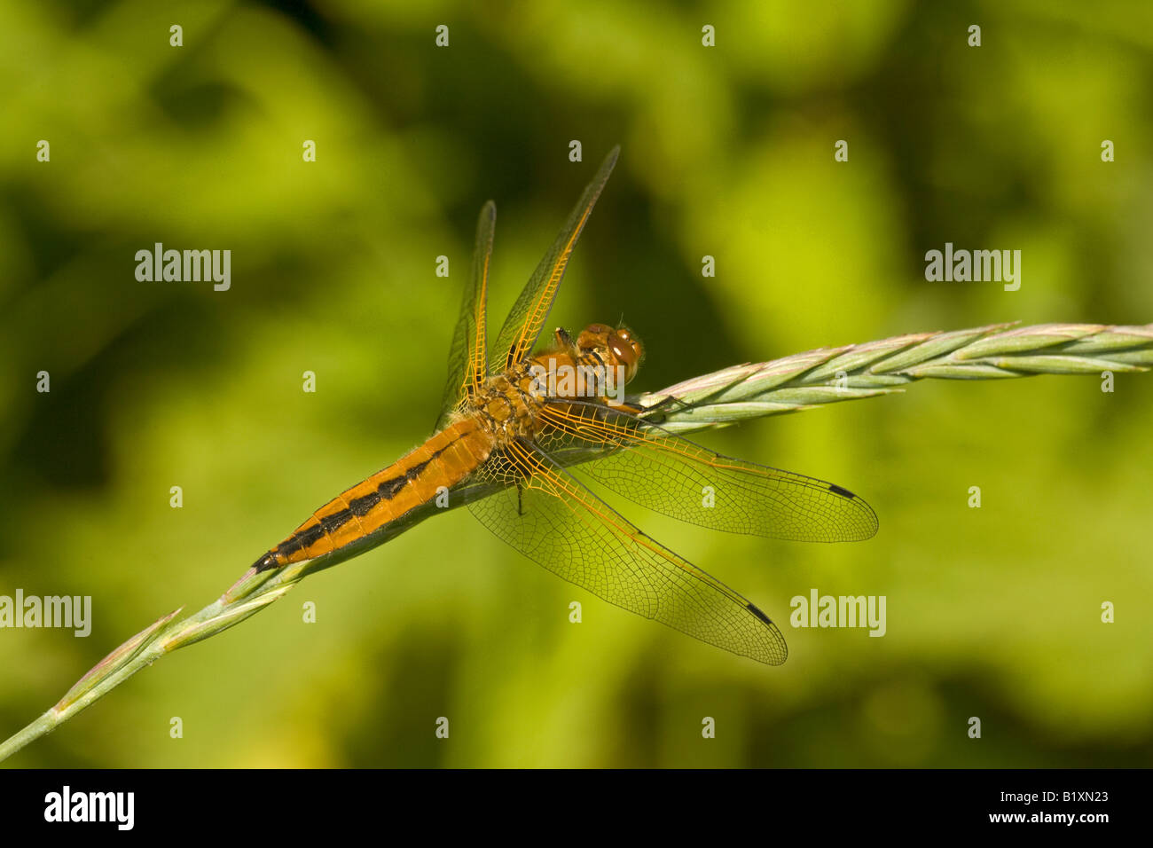 Scarce Chaser dragonfly (Libellula fulva) perched on grass stem ...